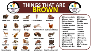 Most Popular Things That Are Brown - Vocabulary Point