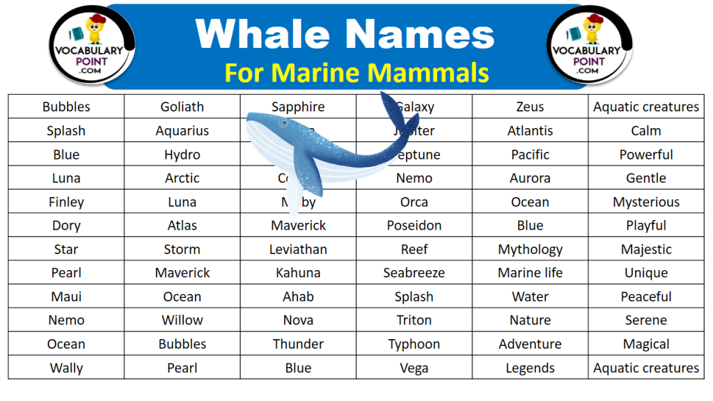 1000+ Best Whale Names (Blue, Famous & Killer) - Vocabulary Point