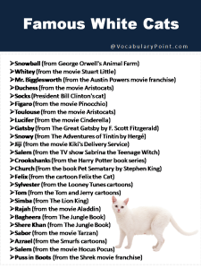 150+ Fluffy White Cat Names : Cute, Funny and Best - Vocabulary Point
