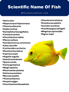 Best Fish Name Ideas (Sea and American Fish Names) - Vocabulary Point