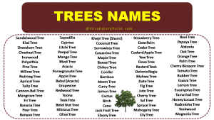 List of Tree Names - Vocabulary Point