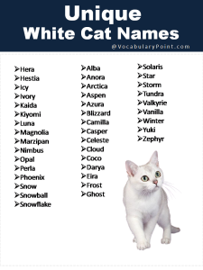 150+ Fluffy White Cat Names : Cute, Funny and Best - Vocabulary Point