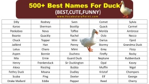 List Of Best Funny Duck Names - Vocabulary Point