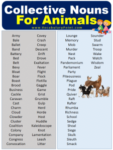Collective Nouns For Animals (With Meaning and Examples) - Vocabulary Point