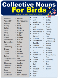 Collective Nouns For Birds (With Meaning and Examples) - Vocabulary Point