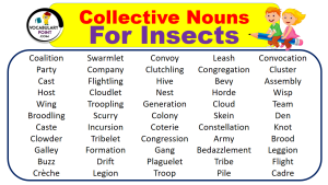 Collective Nouns For Insects (With Meaning and Examples) - Vocabulary Point