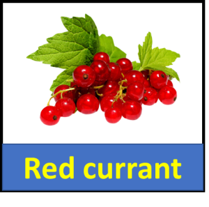 List of Berries (Berries Names With Pictures) - Vocabulary Point