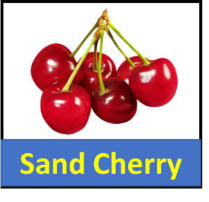 List of Berries (Berries Names With Pictures) - Vocabulary Point