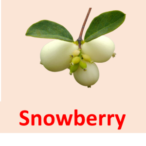 White Fruit Names (White Fruit Name List) - Vocabulary Point