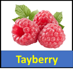List of Berries (Berries Names With Pictures) - Vocabulary Point