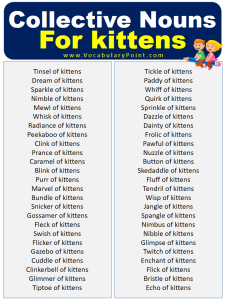 Collective Nouns For kittens (With Meaning and Examples) - Vocabulary Point