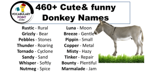 460+ Best Donkey Names (Unique,Funny,Male & Female) - Vocabulary Point