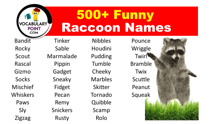 500+ Best Raccoon Names (Cute, Pet, Male & Female) - Vocabulary Point