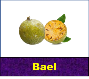 Top 50 Fat Rich Fruits - Vocabulary Point