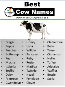 250 + Best Cow Names (Cute, Funny& Unique) - Vocabulary Point