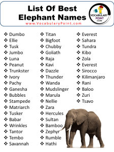 450+ Best Elephant Names ( Cute,Funny,Male & Female) - Vocabulary Point