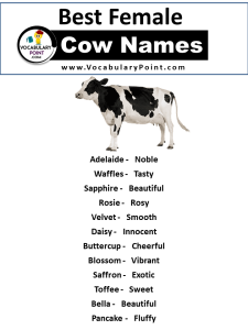 250 + Best Cow Names (Cute, Funny& Unique) - Vocabulary Point