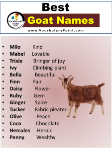 450+ Best Goat Names (Pet, Cute & Funny) - Vocabulary Point