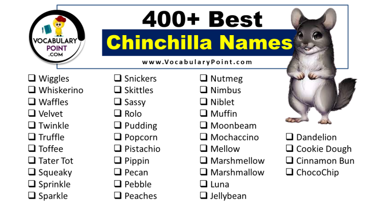 Chinchilla Names (400+ Best, Funny, Cute, Male & Female) - Vocabulary Point
