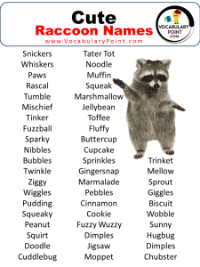500+ Best Raccoon Names (Cute, Pet, Male & Female) - Vocabulary Point