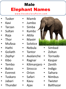 450+ Best Elephant Names ( Cute,Funny,Male & Female) - Vocabulary Point