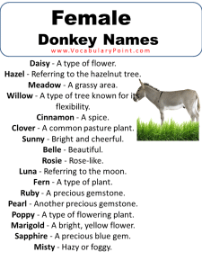 460+ Best Donkey Names (Unique,Funny,Male & Female) - Vocabulary Point