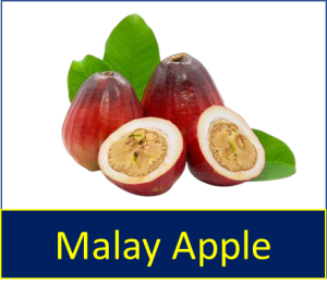 40+ List of Astringent Fruits & Vegetables - Vocabulary Point