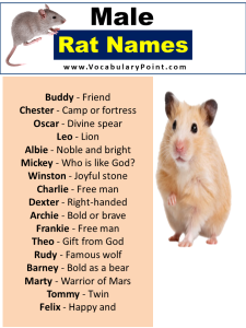 Cute Pet Rat Names: Famous, Disney Rats - Vocabulary Point