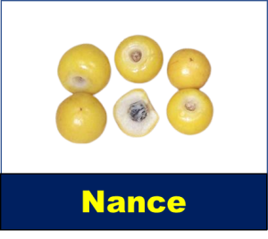 List of Fruits with One Seed - Vocabulary Point