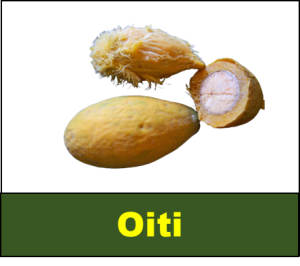 30 Famous Brazilian Fruits with Pictures - Vocabulary Point