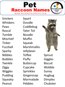 500+ Best Raccoon Names (Cute, Pet, Male & Female) - Vocabulary Point