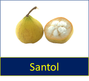 40+ List of Astringent Fruits & Vegetables - Vocabulary Point