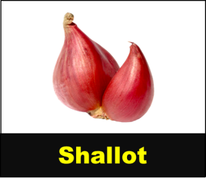 Root Fruits And Vegetables List (List Of Root Veg) - Vocabulary Point