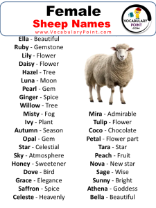 600 + Sheep Names (Best,Funny,Cool,Male & Female) - Vocabulary Point