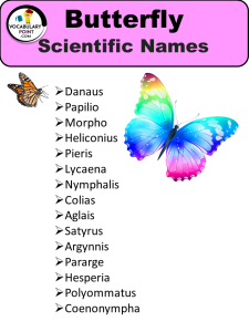 170+ Beautiful Butterfly Names (Cute & Colourful) - Vocabulary Point