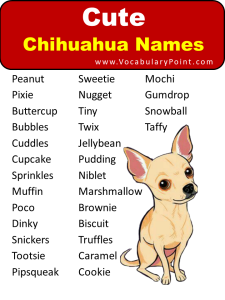 Names for Chihuahua (Cute, Funny & Pet) - Vocabulary Point