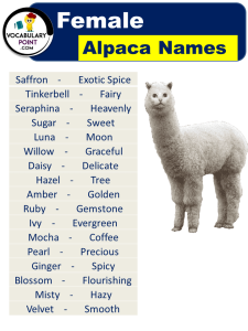 List Of Alpaca Names (Best, Funny, Cute, Male& Female) - Vocabulary Point