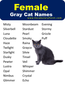 270+ Best Names for Gray Cats - Vocabulary Point