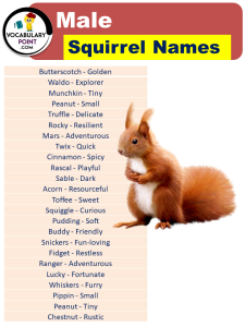 Best Squirrel Names (Cute, Funny, Male & Female) - Vocabulary Point