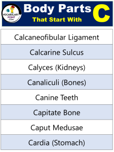 90+ Body Parts That Start With C (And Their Properties) - Vocabulary Point