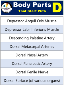 120+ Body Parts That Start With D - Vocabulary Point