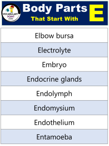90+ Body Parts That Start With E - Vocabulary Point