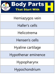 90+ Body Parts That Start With H - Vocabulary Point