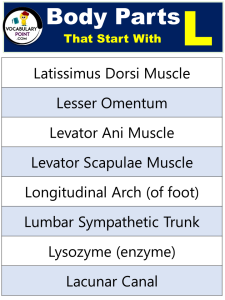 90+ Body Parts That Start With L - Vocabulary Point