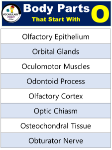 90+ Body Parts That Start With O - Vocabulary Point
