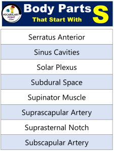 90+ Body Parts That Start With S - Vocabulary Point