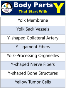 90+ Body Parts That Start With Y - Vocabulary Point