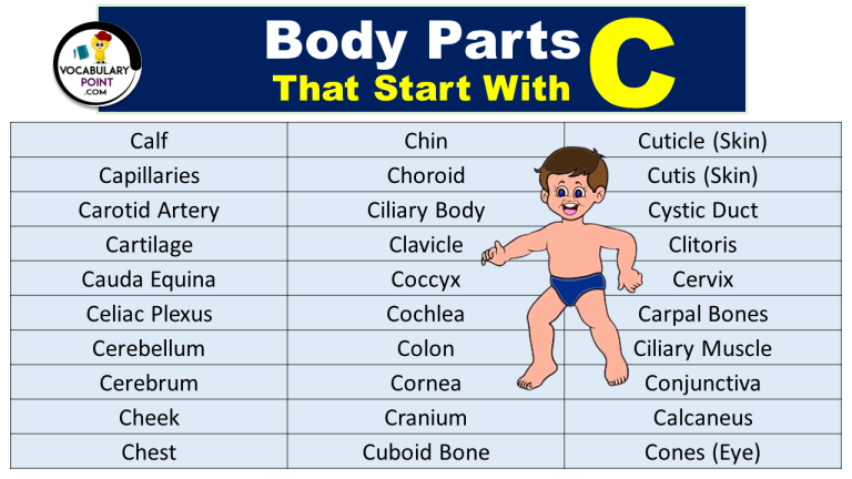 90+ Body Parts That Start With C (And Their Properties) - Vocabulary Point