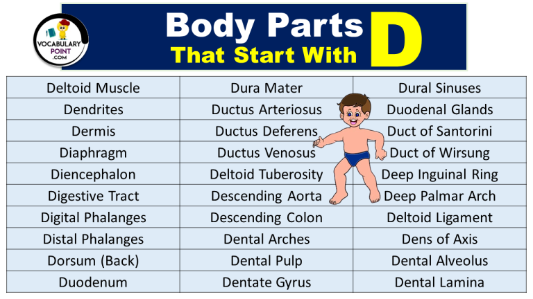 120+ Body Parts That Start With D - Vocabulary Point