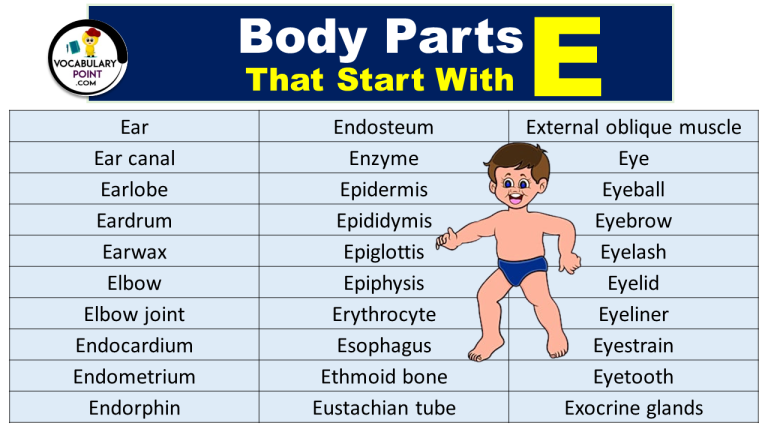 90+ Body Parts That Start With E - Vocabulary Point